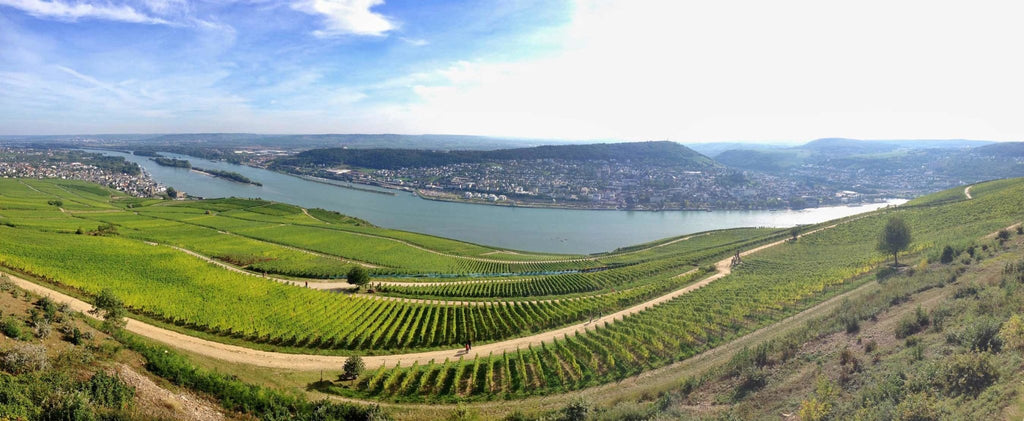 The History of German White Wines | Rheingrafenhof & Bernard-Massard ...